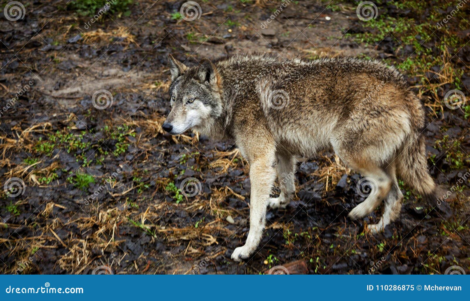 Wolf. a Large Wolf in the Forest is Preparing To Attack. Stock Image ...