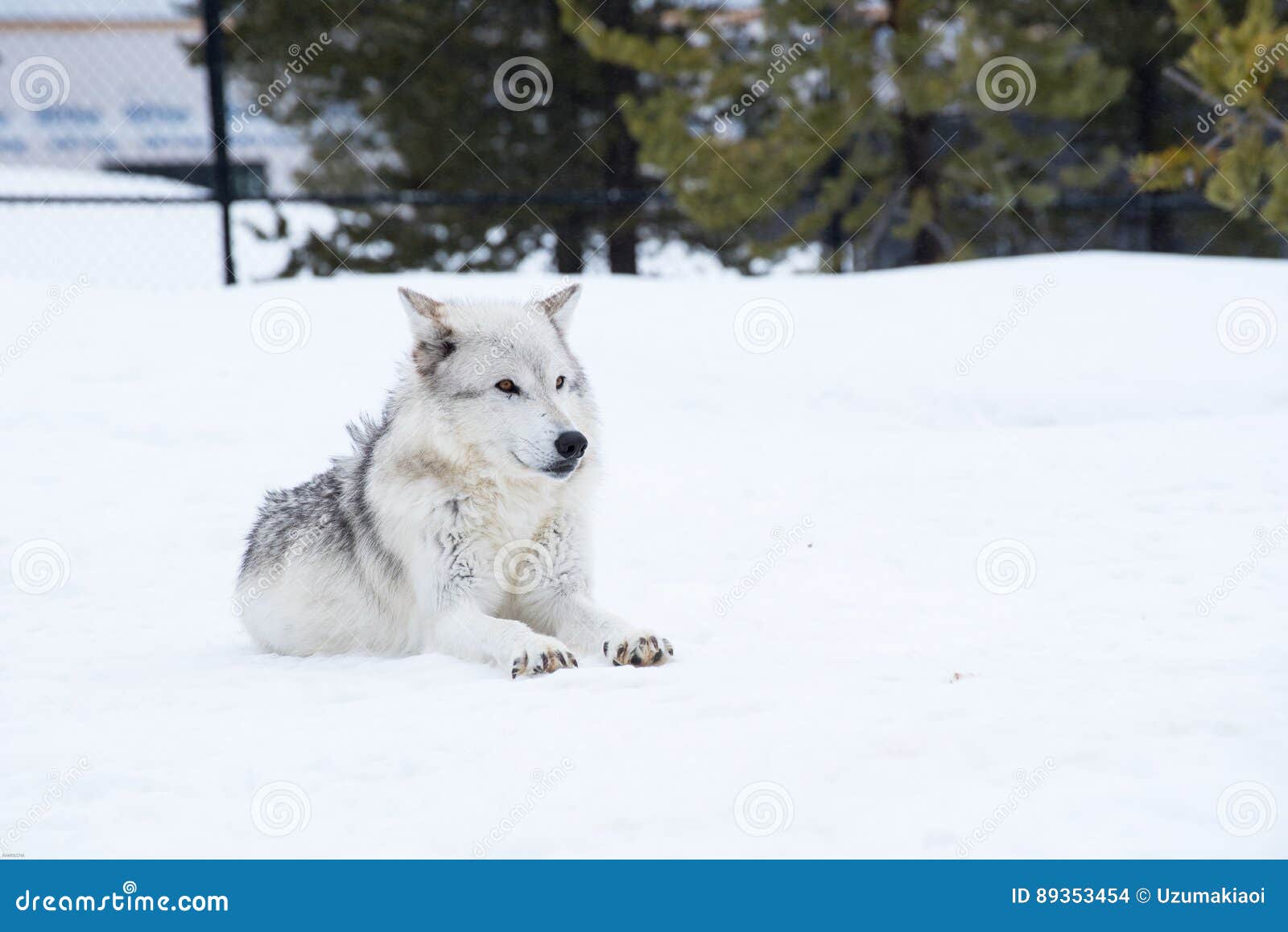 A Wolf is Laying Down with the Snow in the Winter in the Relax Time ...