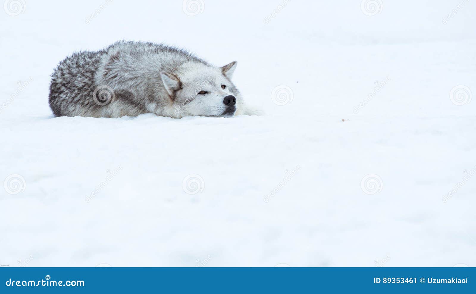 Laying Wolf North American Timberwolf Sunbathing Royalty-Free Stock ...