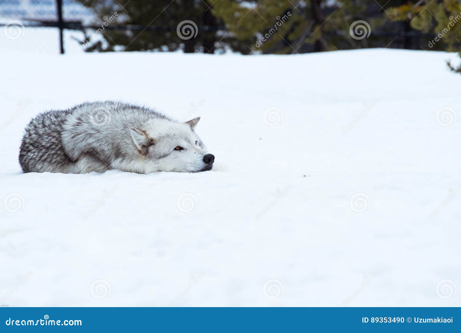 A Wolf is Laying Down with the Snow in the Winter in the Relax Time ...