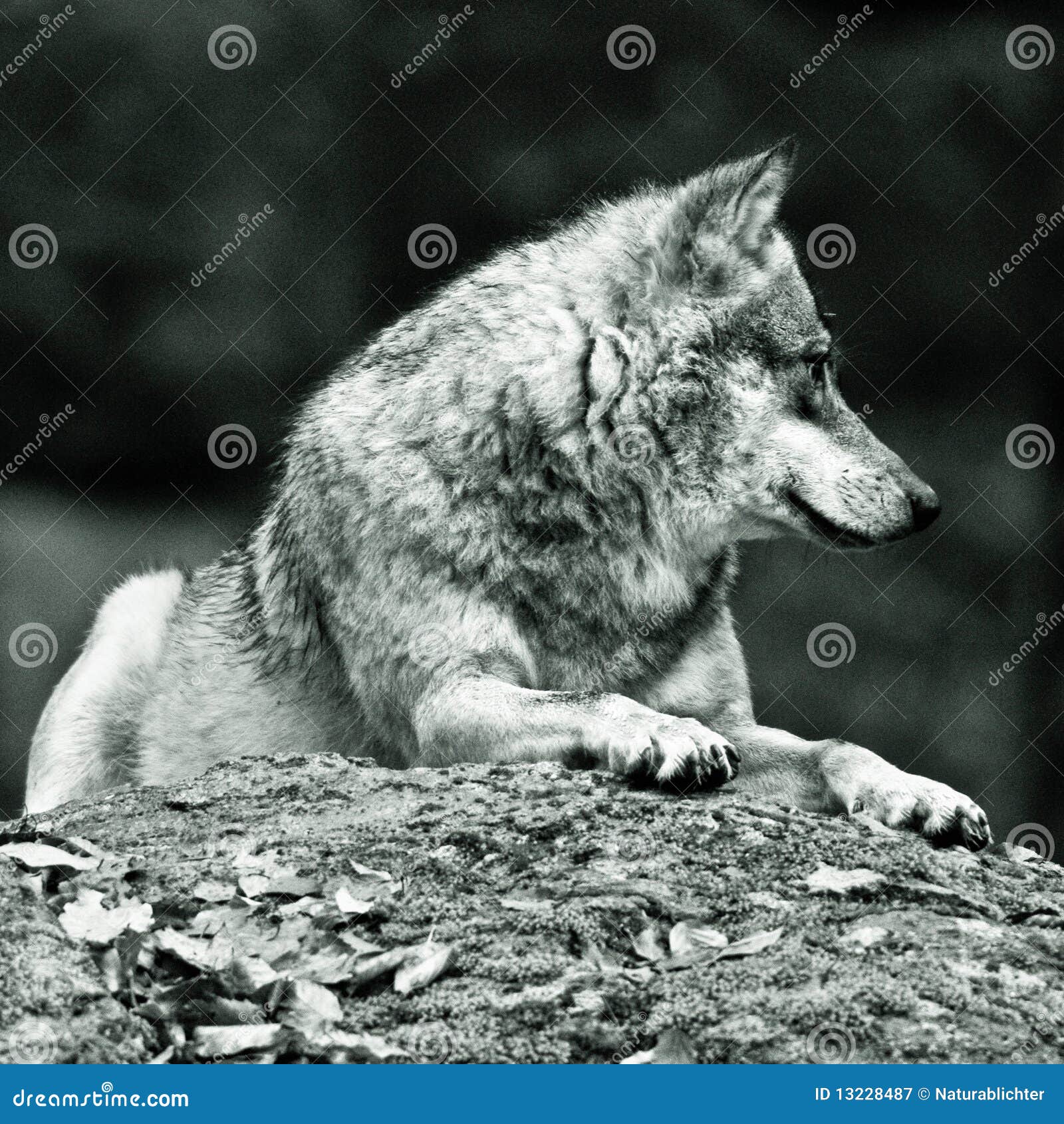 Wolf laying on rock stock image. Image of detail, animal - 13228487