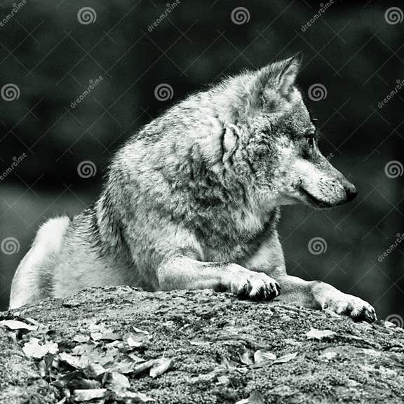 Wolf laying on rock stock image. Image of detail, animal - 13228487