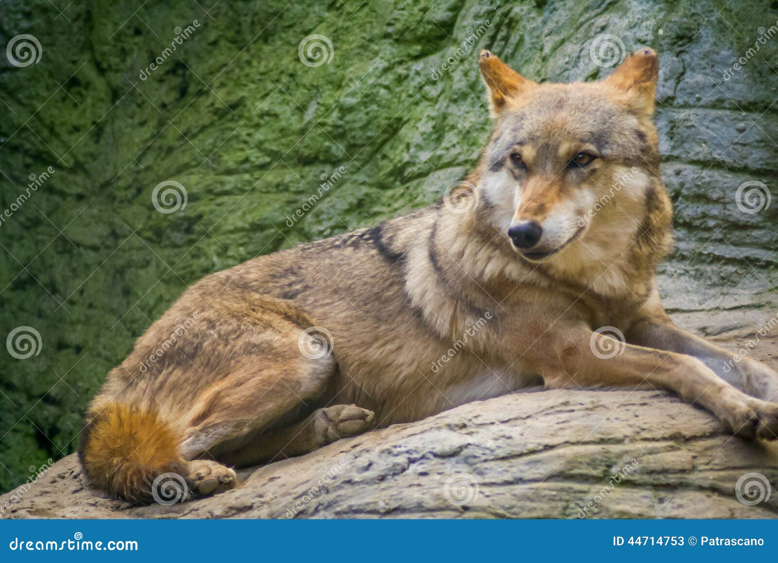 Wolf stock image. Image of nature, relaxing, animal, laying - 44714753