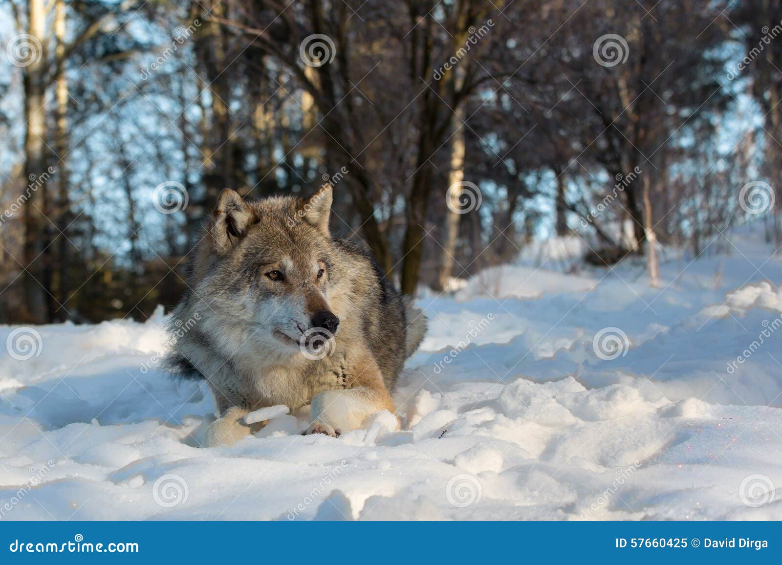 Wolf stock image. Image of confident, canine, timberwolf - 57660425