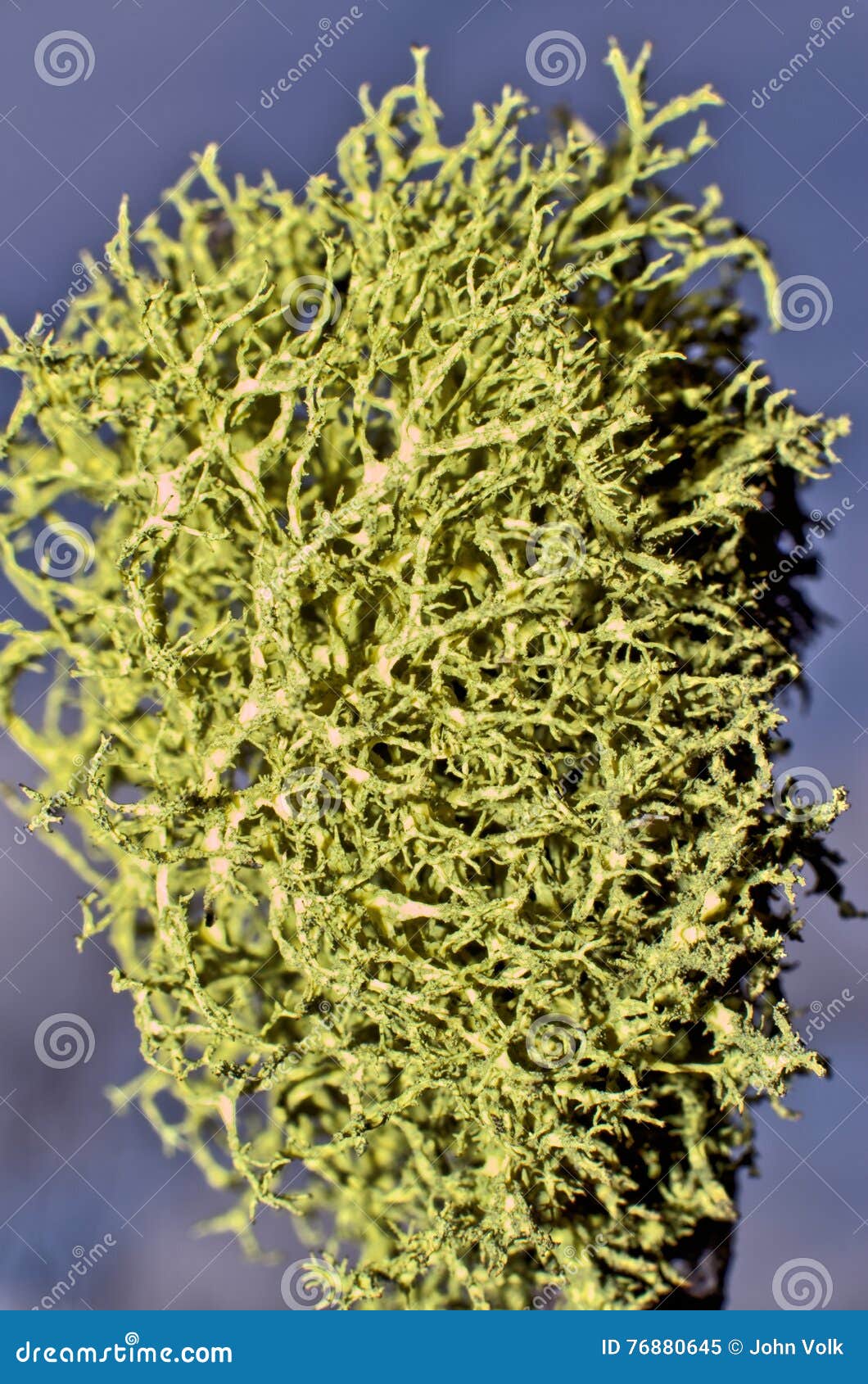Wolf lichen stock image. Image of bundle, amazing, depth - 76880645