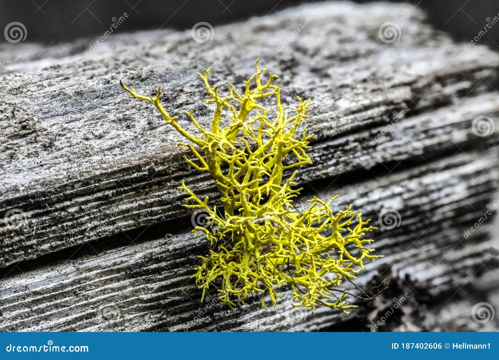 Wolf Lichen stock photo. Image of nature, leaf, lumber - 187402606
