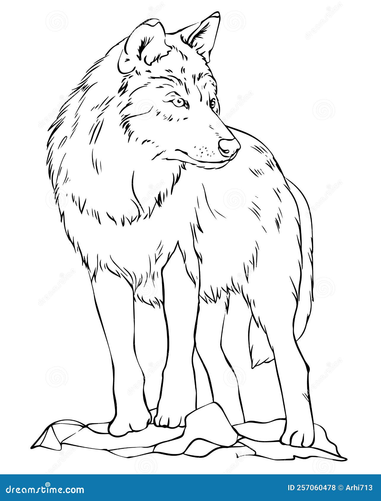 Wolf. Linear Black and White Vector Drawing Made by Hand Stock Vector ...