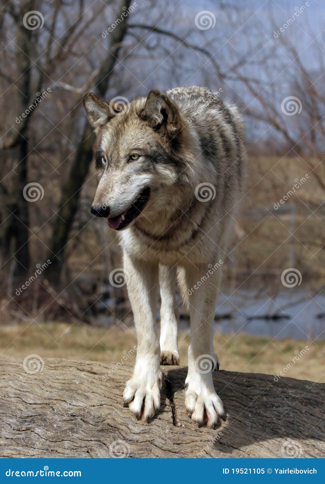 Wolf on a log stock image. Image of canines, nature, lupus - 19521105