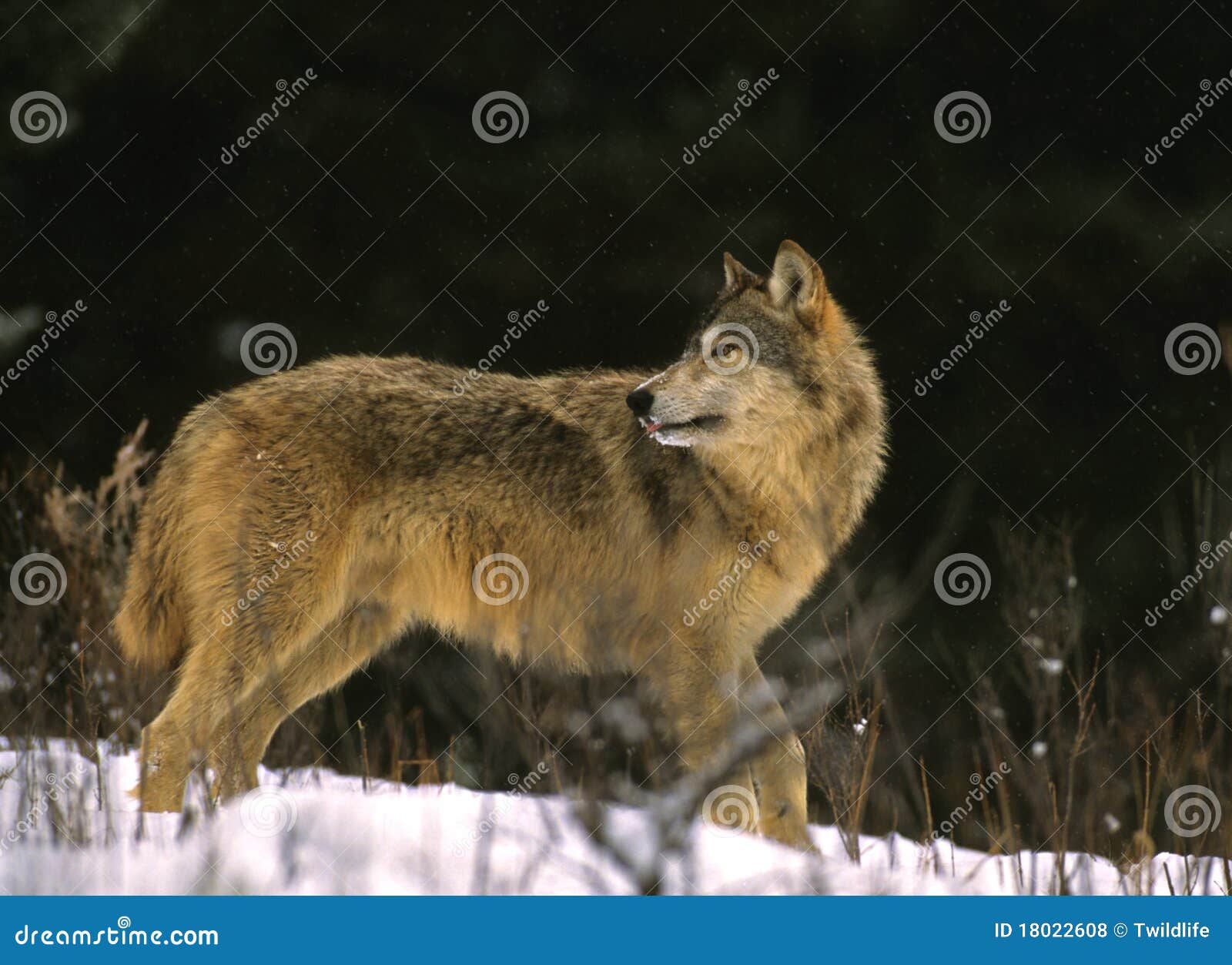 Wolf Looking Back stock photo. Image of wolf, winter - 18022608