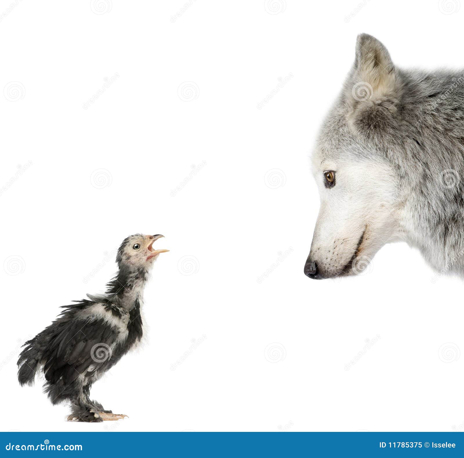 Wolf Looking Back In Yellow Grass Stock Photography | CartoonDealer.com ...