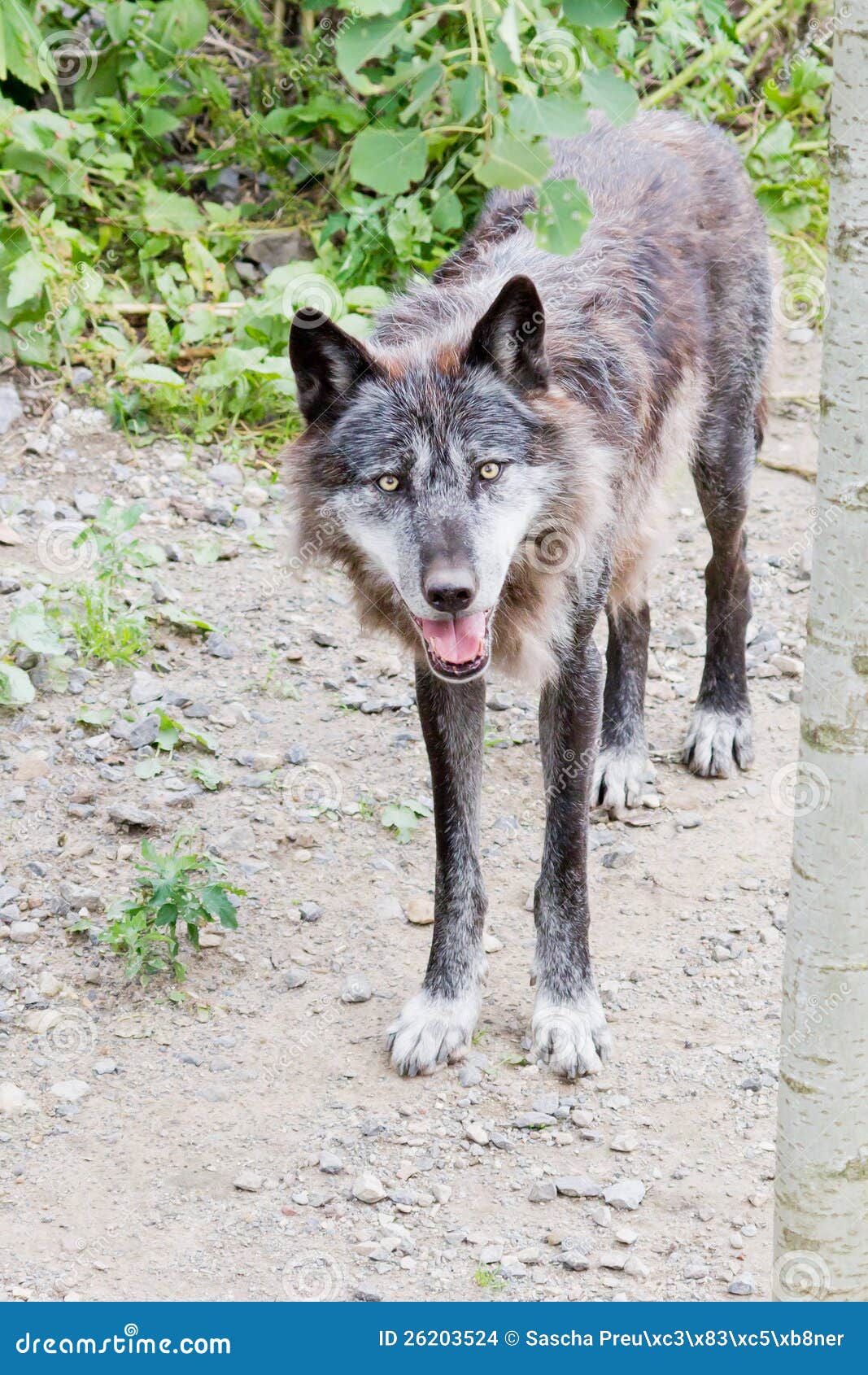 Wolf looking curious stock photo. Image of mammal, majestic - 26203524