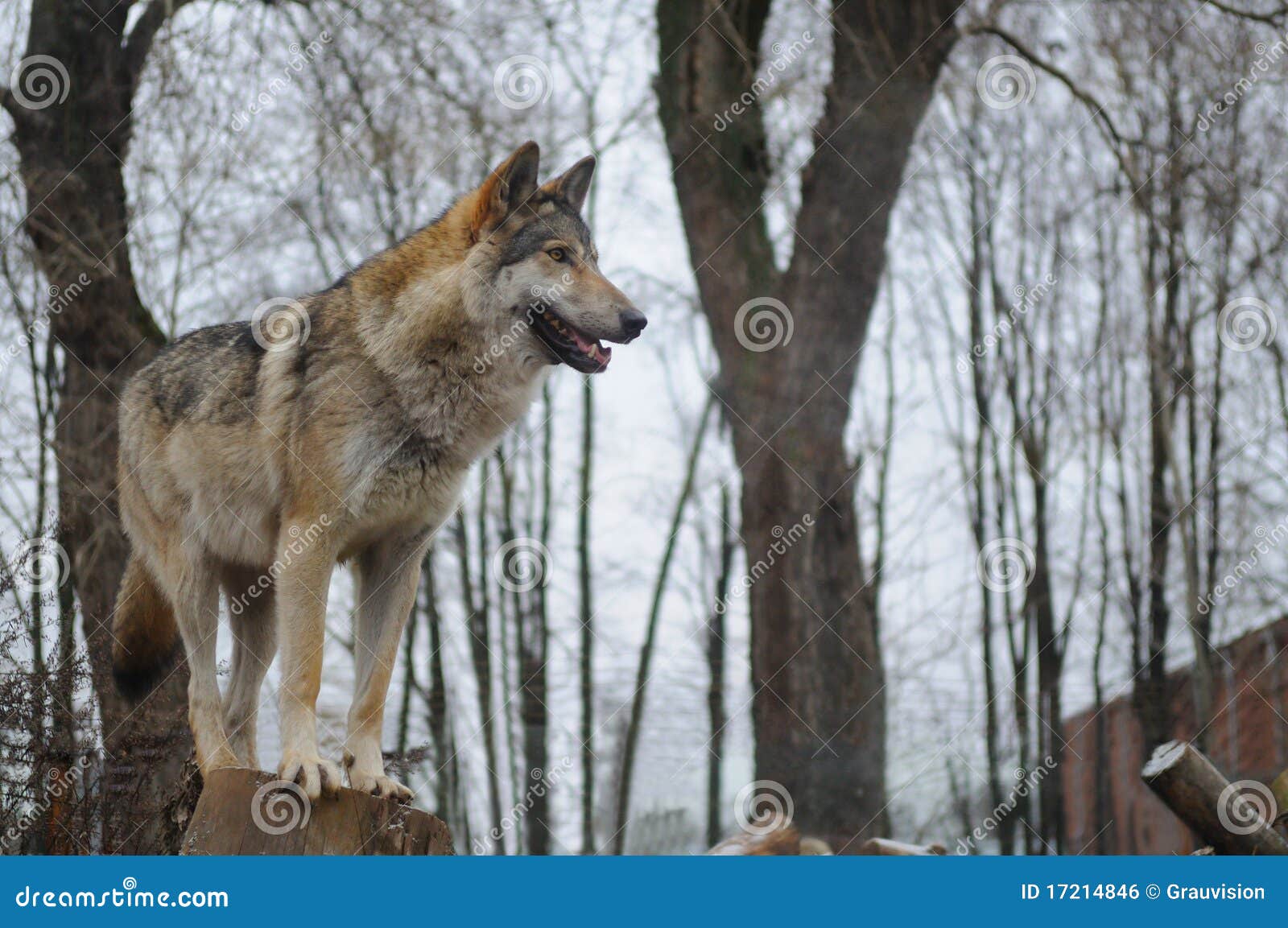 Wolf Looking Back In Yellow Grass Stock Photography | CartoonDealer.com ...