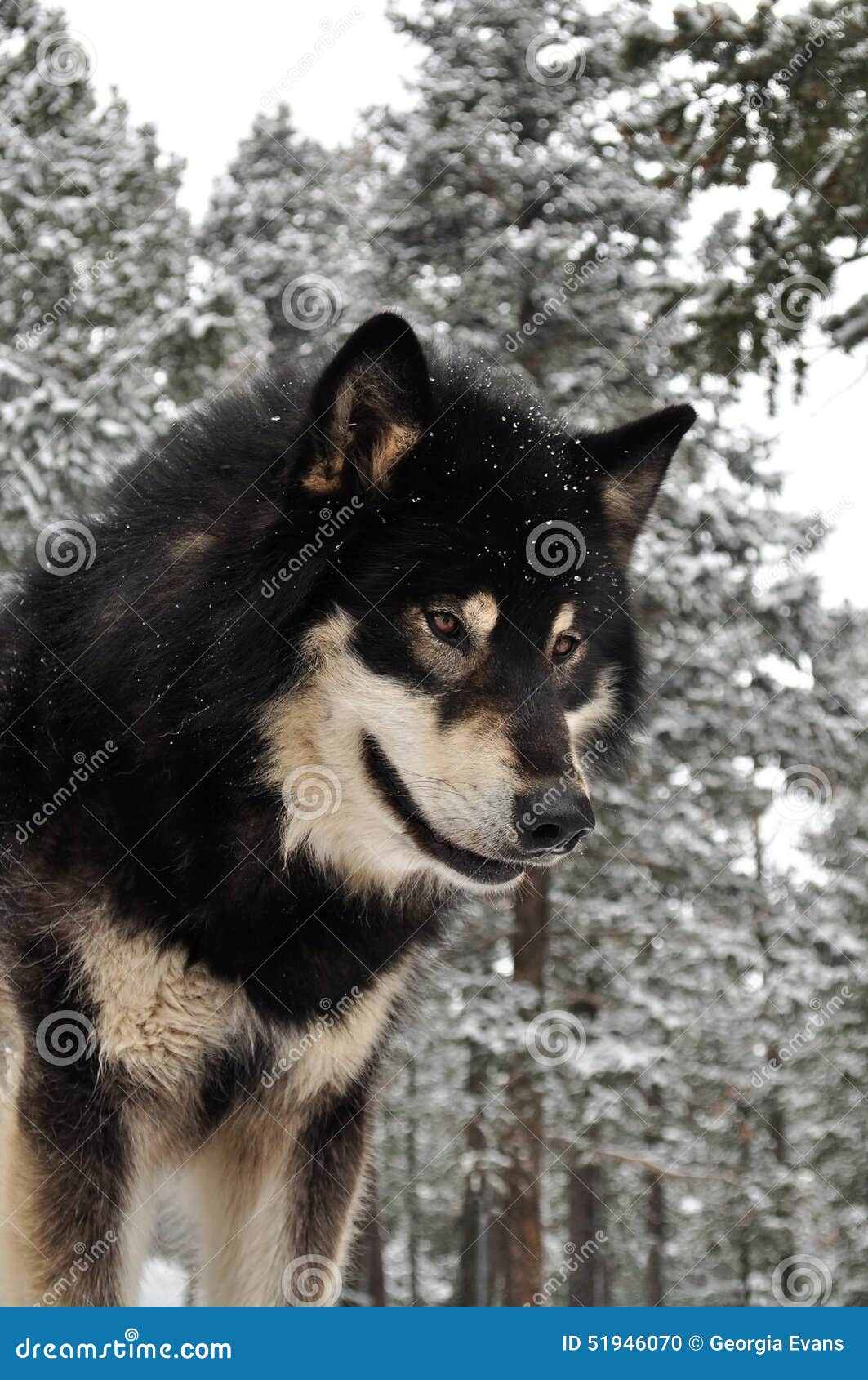 Wolf Looking Back In Yellow Grass Stock Photography | CartoonDealer.com ...