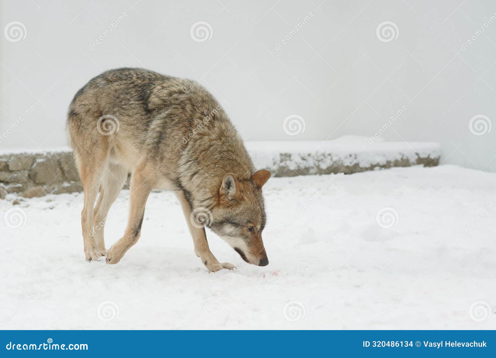 Wolf Looking for Its Prey Following the Trail Stock Photo - Image of ...