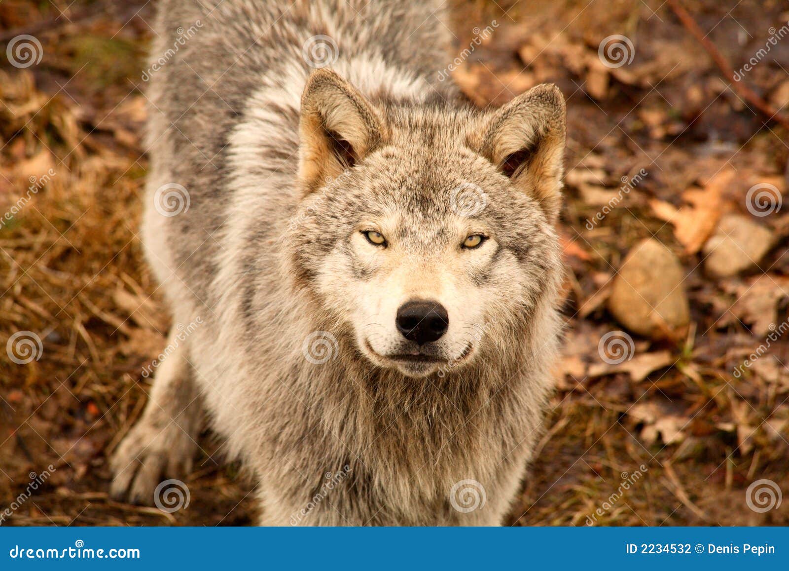 Wolf Looking Up Stock Photography - Image: 2234532