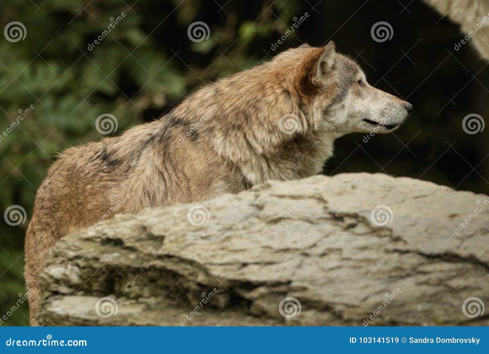 A wolf is looking stock image. Image of canine, adult - 103141519