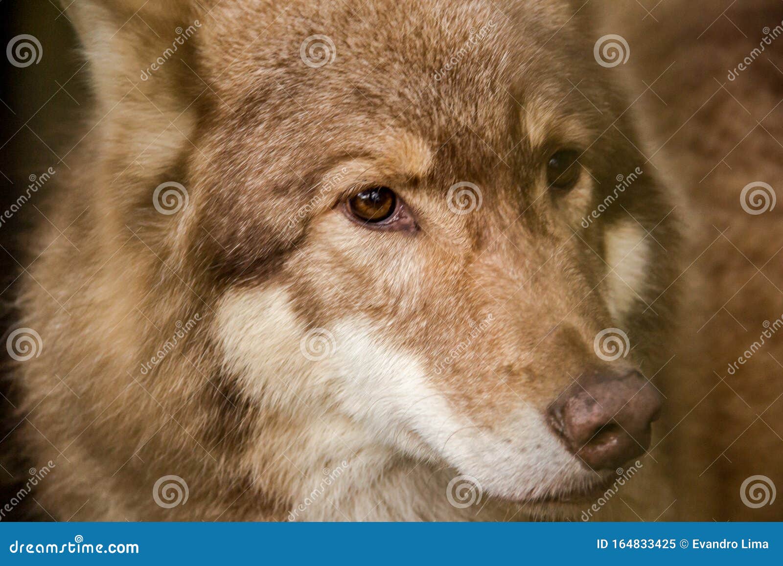 A wolf with a looking stock image. Image of grey, winter - 164833425