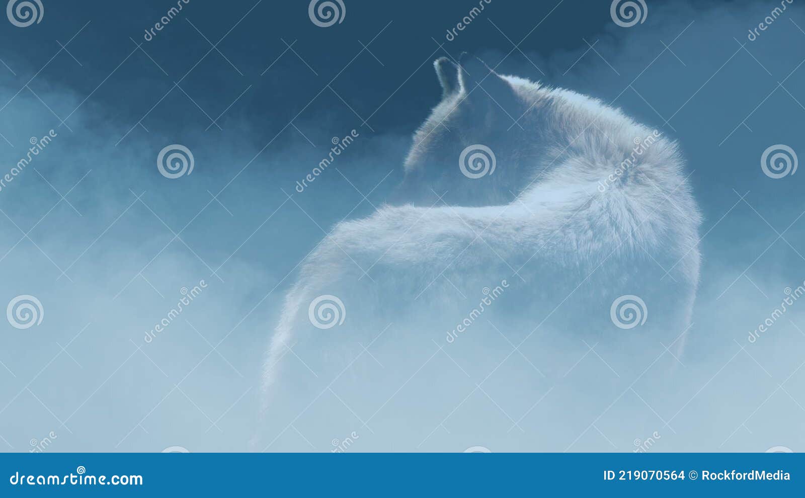 Wolf Moving Around in Mist stock footage. Video of looking - 219070564