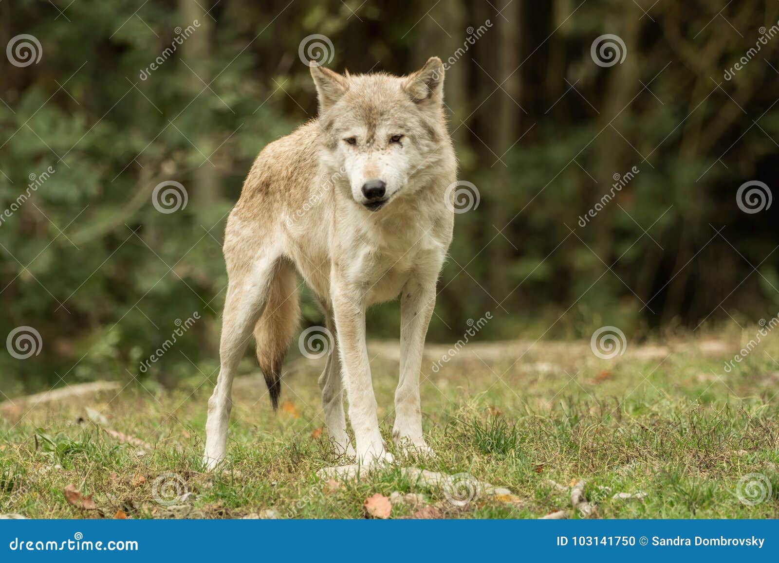 A wolf looks at the camera stock photo. Image of closeup - 103141750