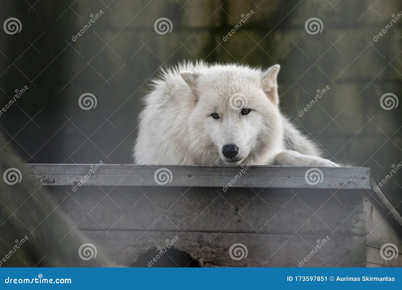 Thewhite Wolf Looks Sideways at the Zoo Stock Image - Image of looks ...