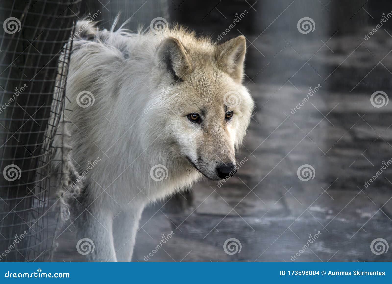 Thewhite Wolf Looks Sideways at the Zoo Stock Photo - Image of grey ...