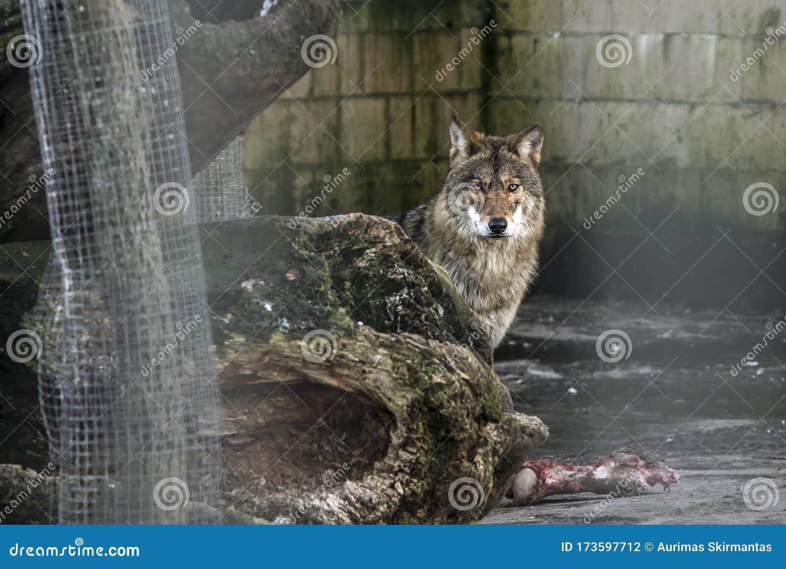The Wolf Looks Sideways at the Zoo Stock Photo - Image of grey, beast ...