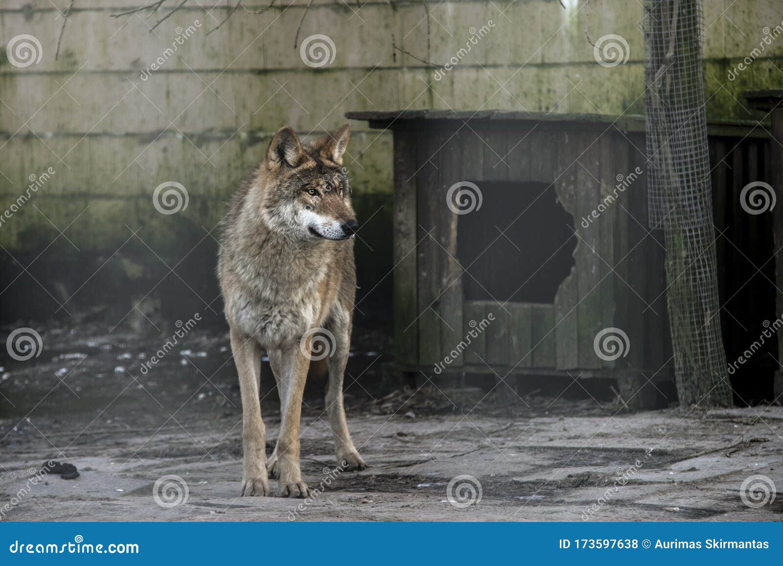 The Wolf Looks Sideways at the Zoo Stock Photo - Image of loock, mammal ...