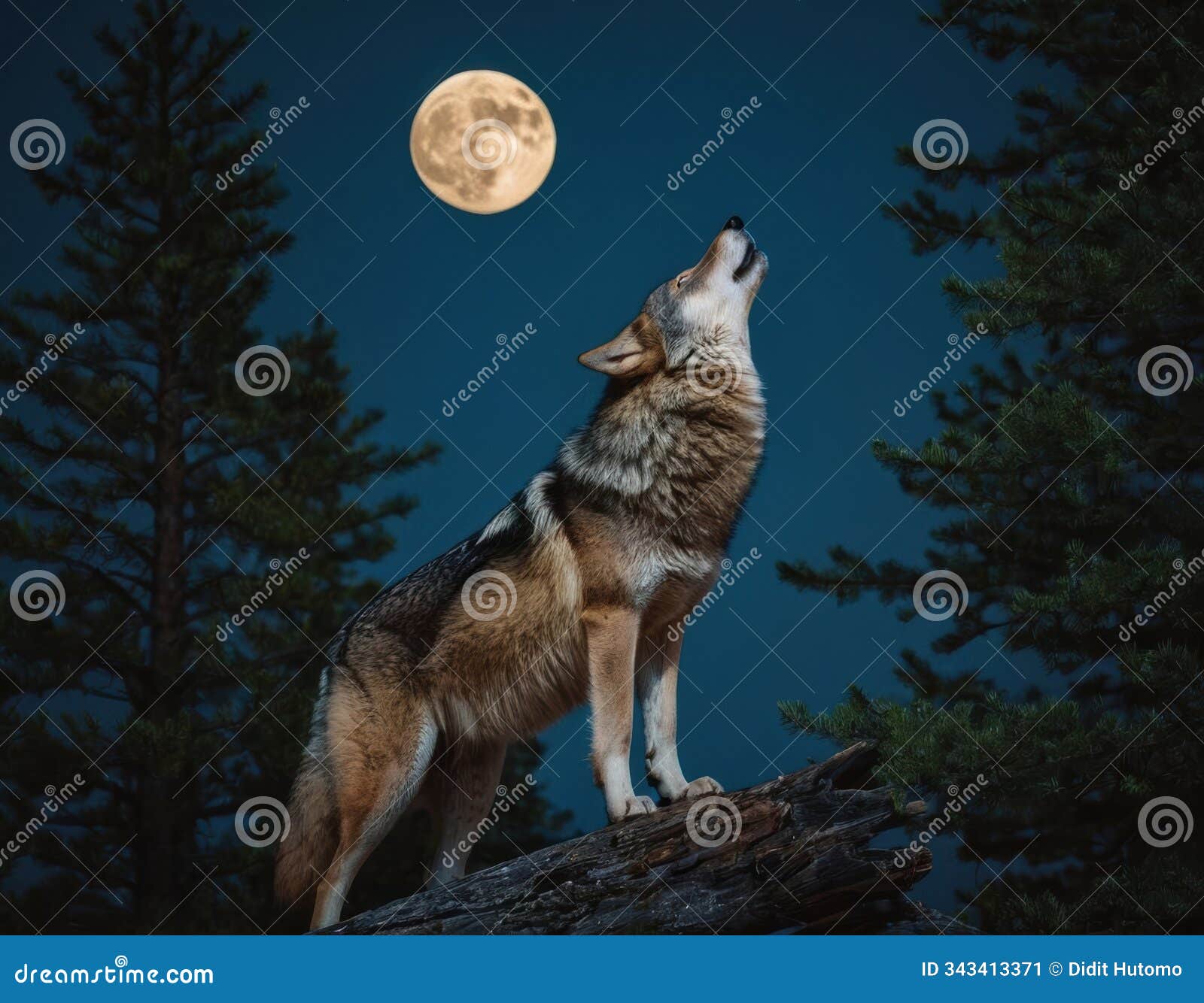 Grey Alpha Wolf during Full Moon Night. Stock Illustration ...