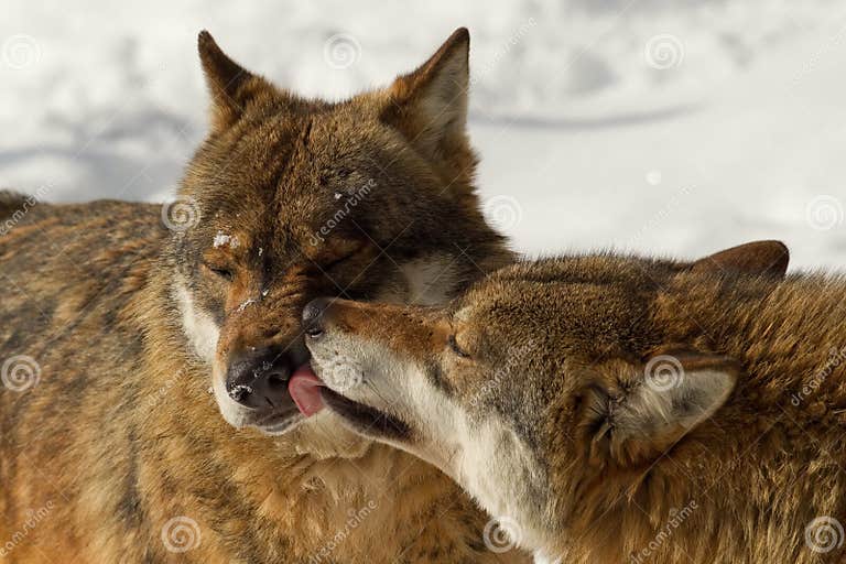 Wolf love stock image. Image of color, white, nature - 15256737