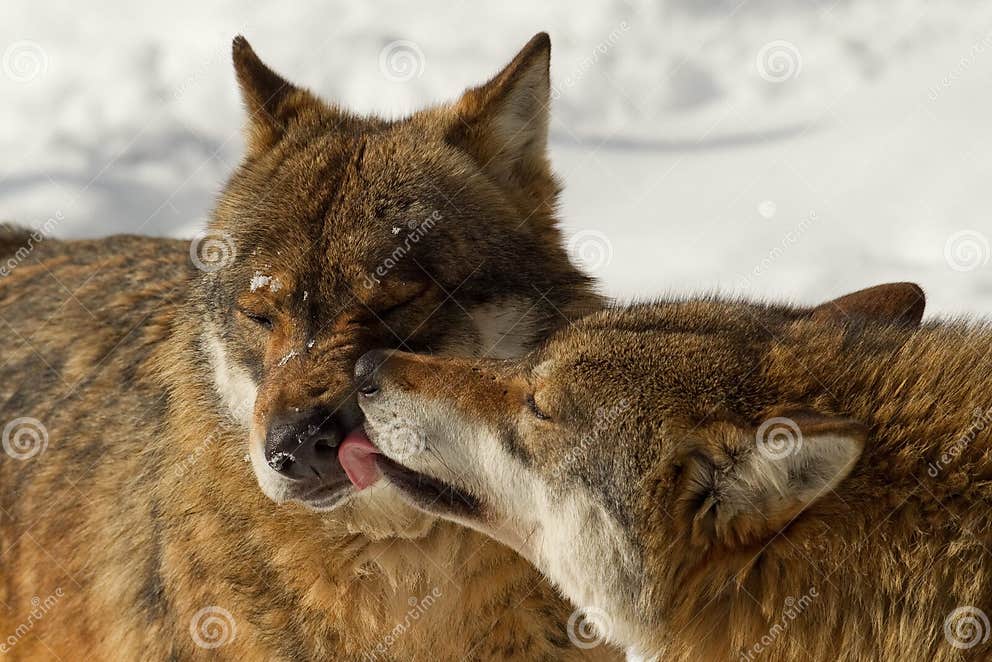 Wolf love stock image. Image of color, white, nature - 15256737