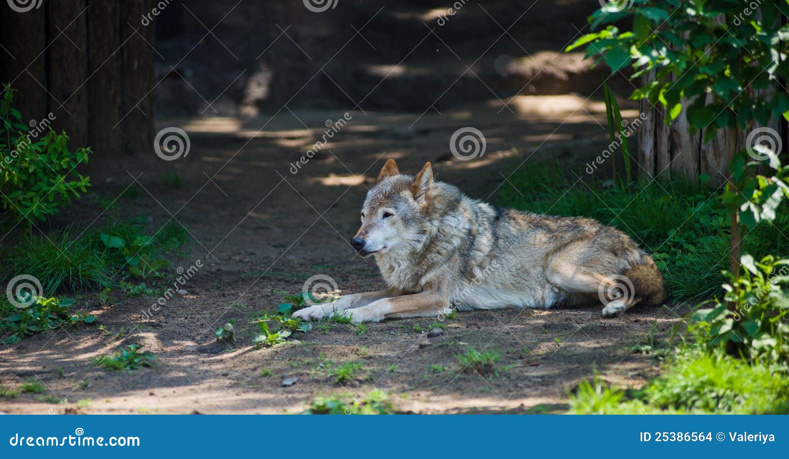 Wolf lying stock photo. Image of coat, canine, looking - 25386564