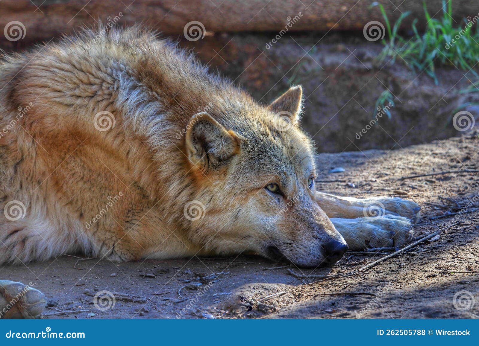 Wolf lying on the ground stock photo. Image of hunter - 262505788
