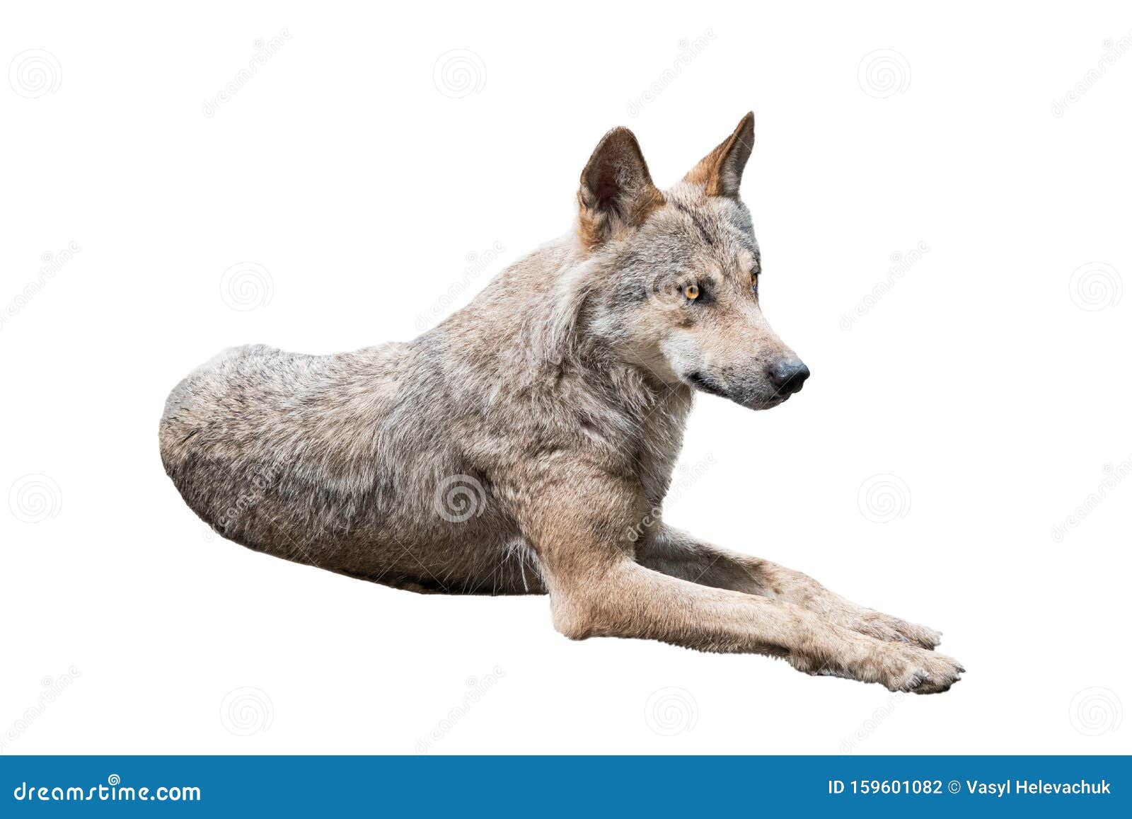 Wolf Lying Down On Side