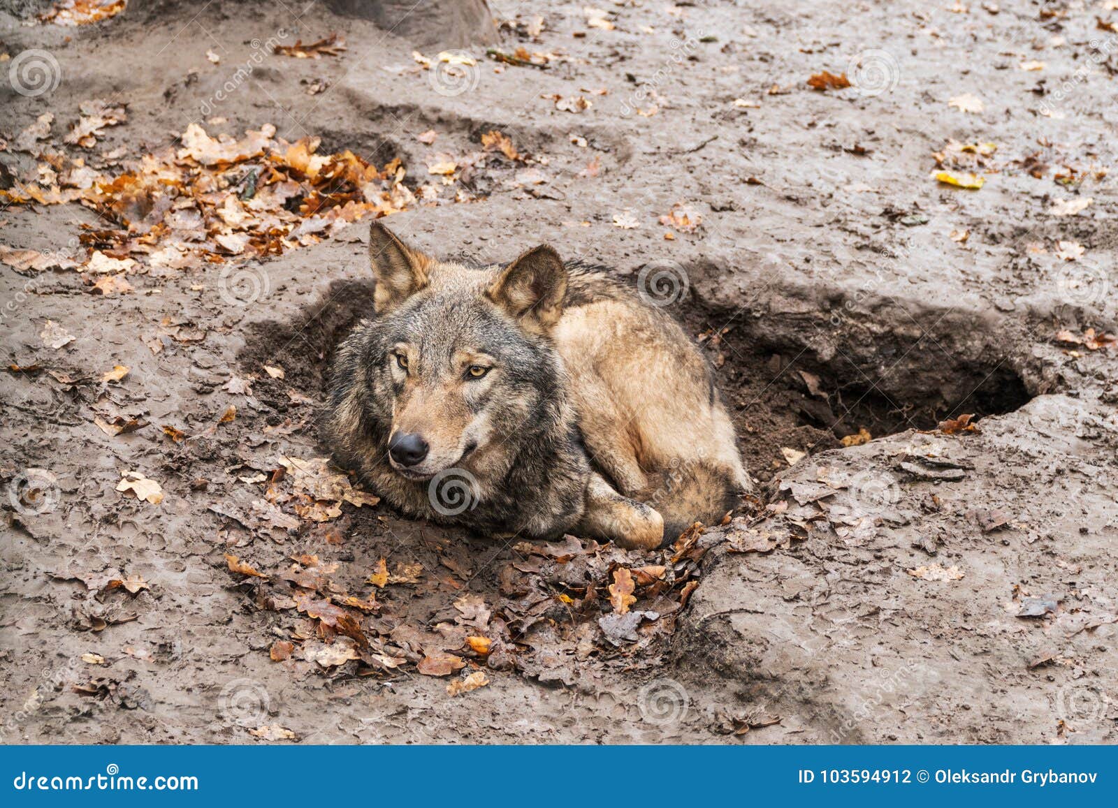 Wolf lying in a pit stock photo. Image of furry, lupus - 103594912