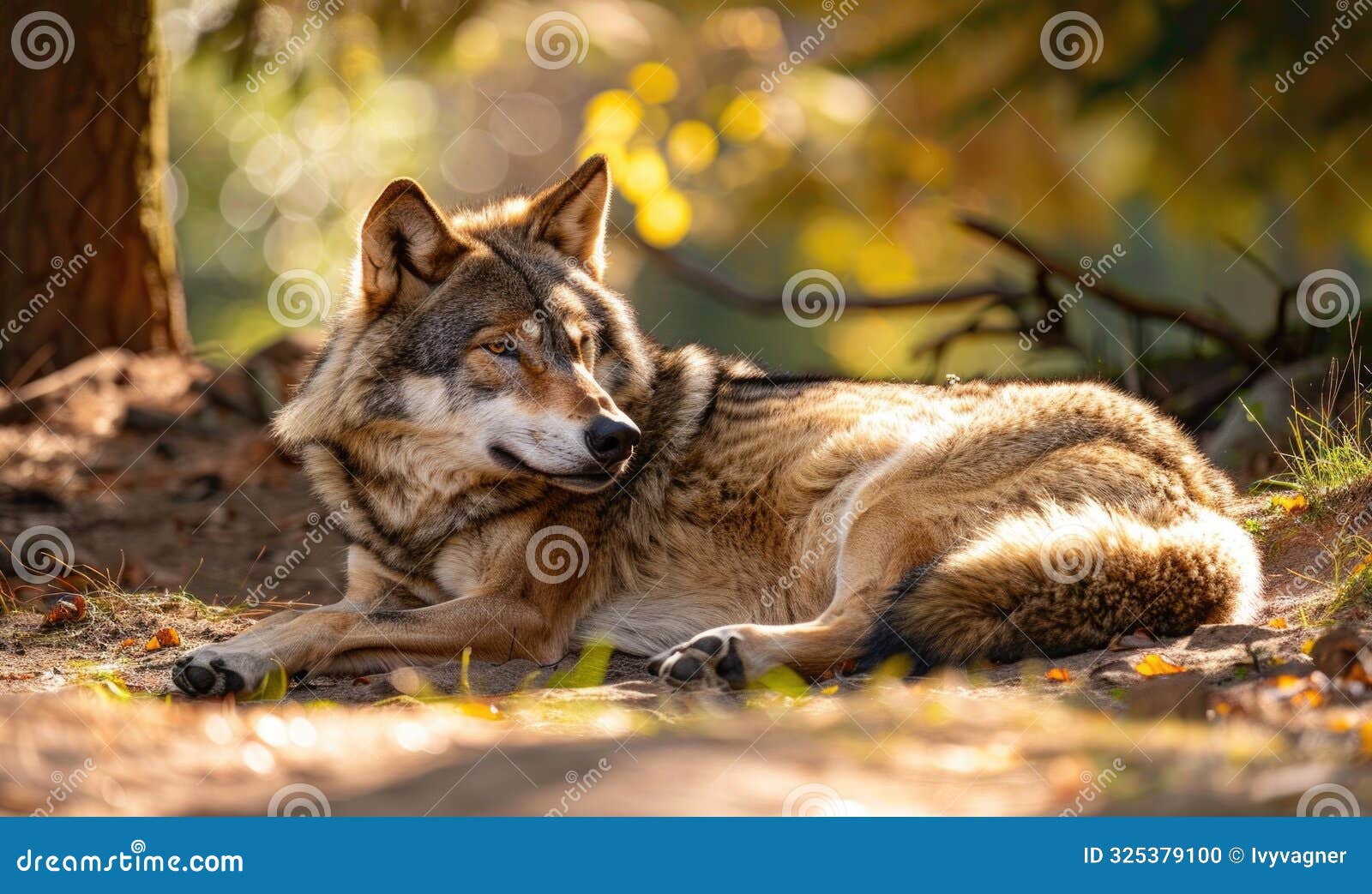 Wolf lying in the shade stock photo. Image of canis - 325379100