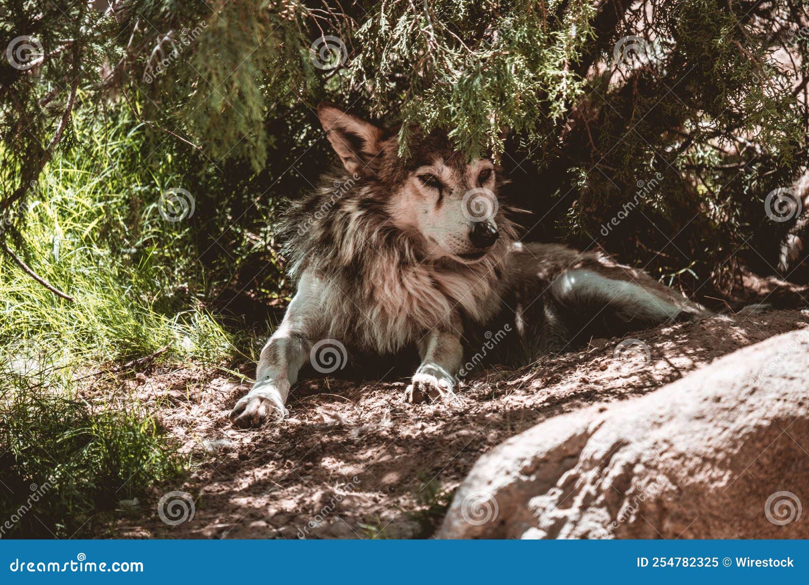 Wolf Lying on the Shadow Under a Shrub in a Forest Stock Image - Image ...