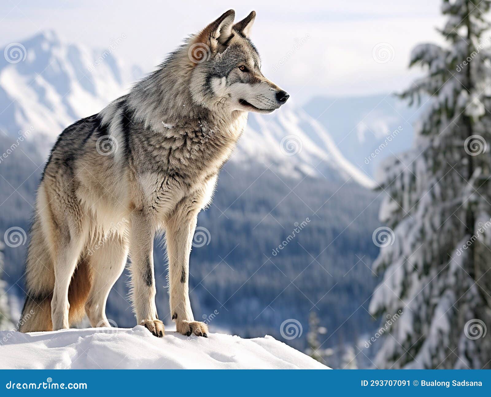 Wolf stock illustration. Illustration of wolf, generative - 293707091