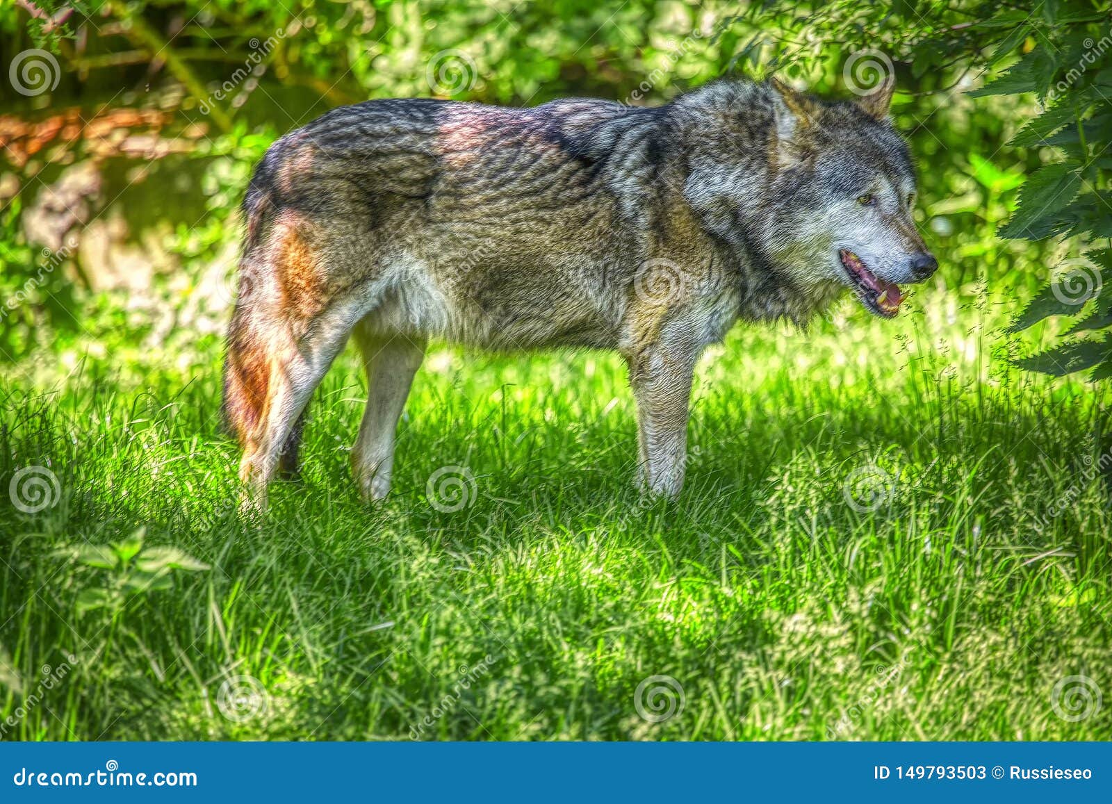 Wolf on the meadow stock image. Image of landscape, outdoor - 149793503