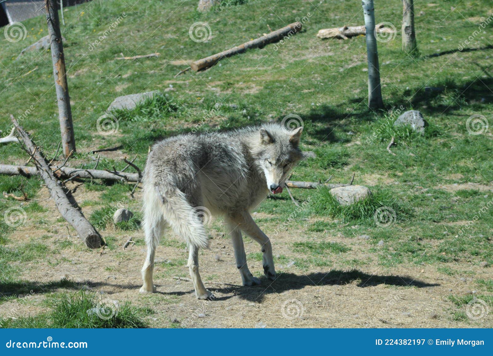 Wolf after a meal stock image. Image of carnivore, safari - 224382197