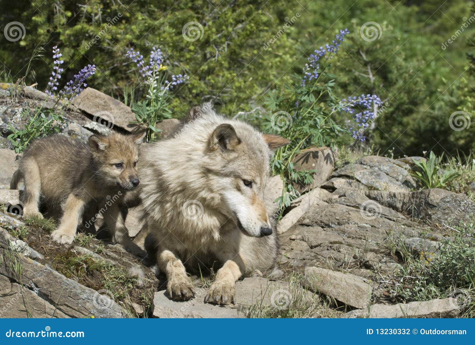 Wolf met haar welp stock foto. Image of nave, welp, hout - 13230332