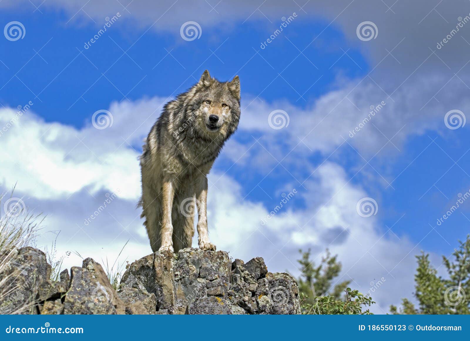 Wolf on Montana ridge stock image. Image of canine, wildlife - 186550123