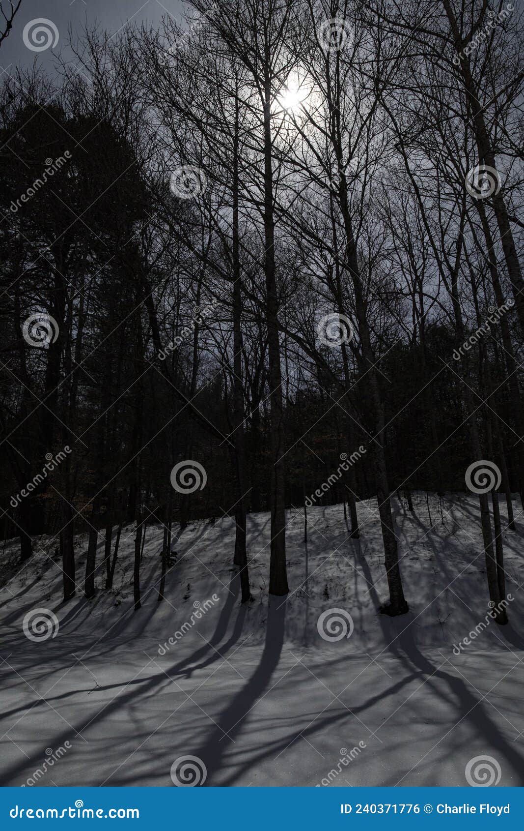 Wolf Moon Shadows of Trees on Snow Stock Photo - Image of casting ...