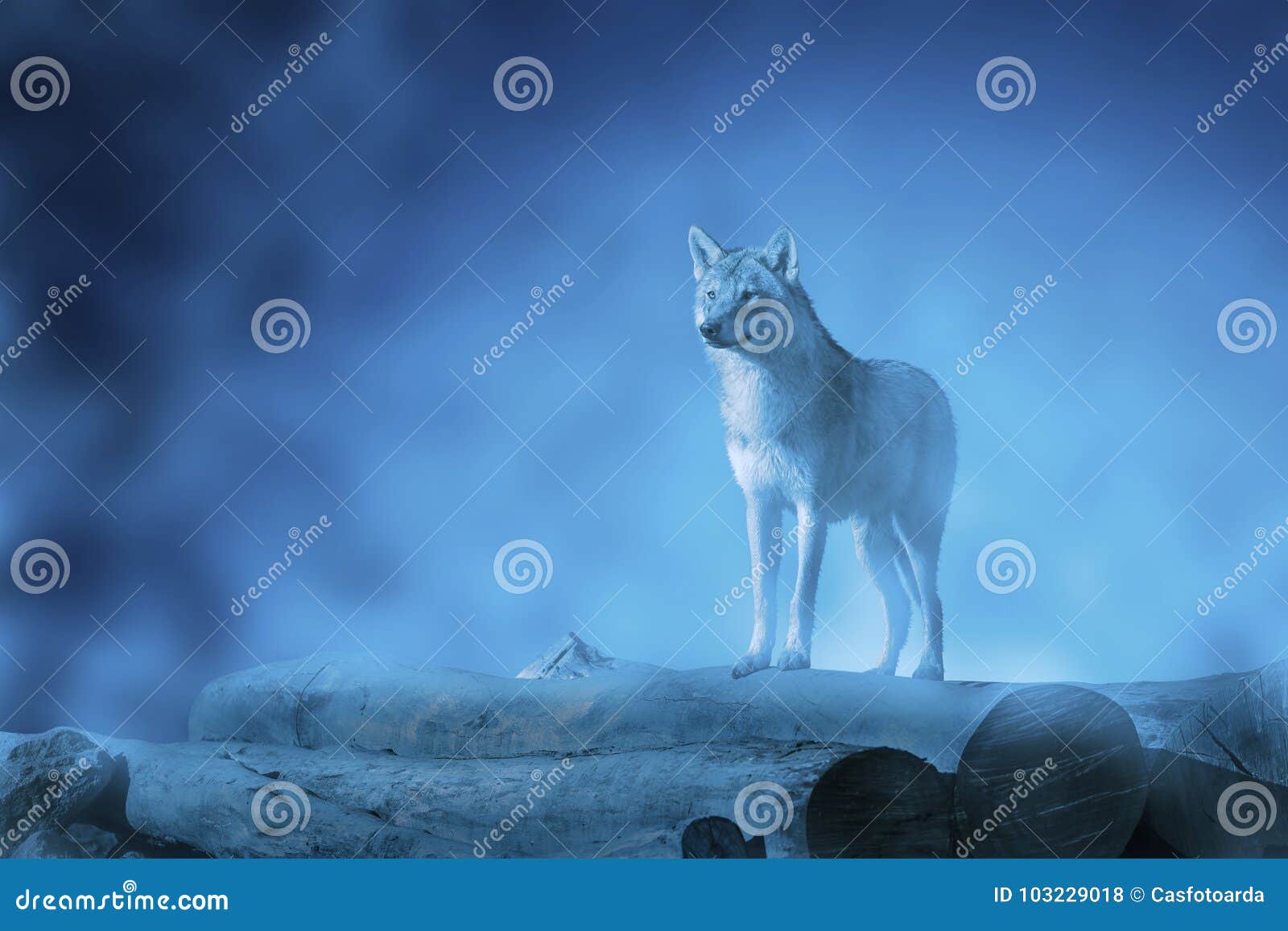 411 Fog Wolf Stock Photos - Free & Royalty-Free Stock Photos from ...