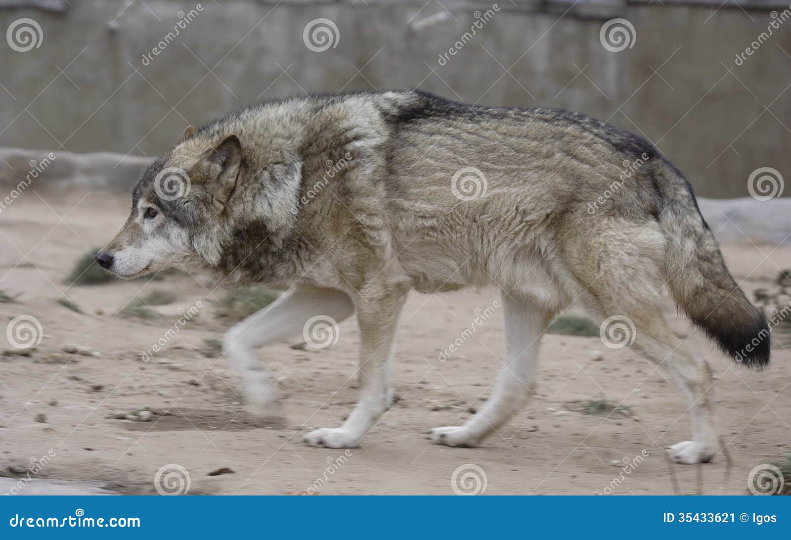 Wolf. stock image. Image of animal, aggression, wildlife - 35433621