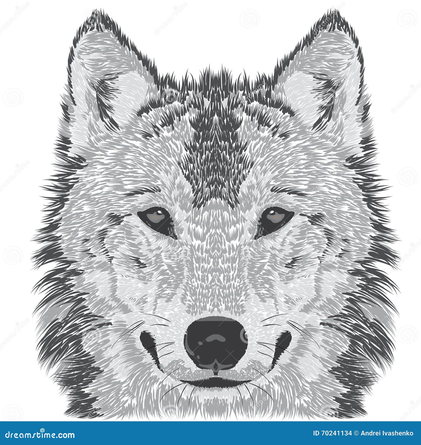 Wolf muzzle sketch stock vector. Illustration of nature - 70241134