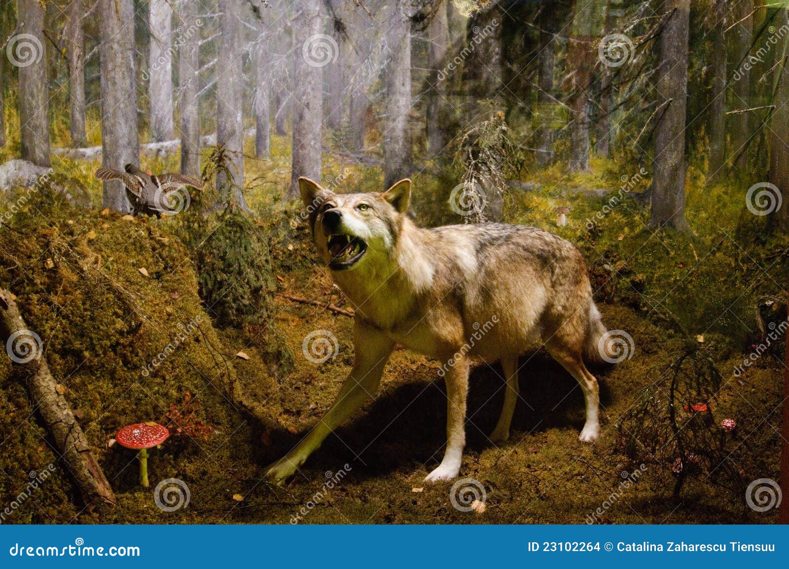 Wolf in the Natural Museum of Tampere Editorial Stock Image - Image of ...