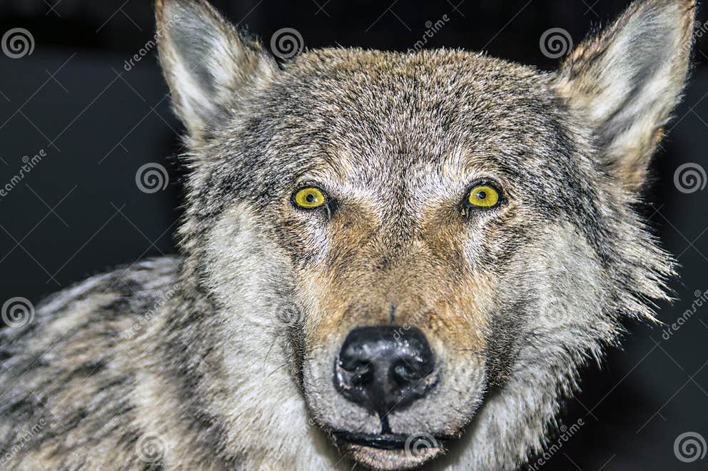 Wolf stock photo. Image of wildlife, denmark, naturama - 42657390