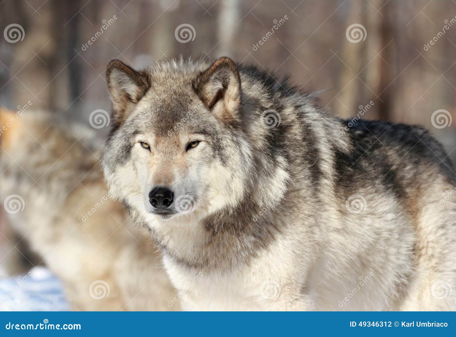 Wolf in nature stock photo. Image of forest, beauty, wolf - 49346312