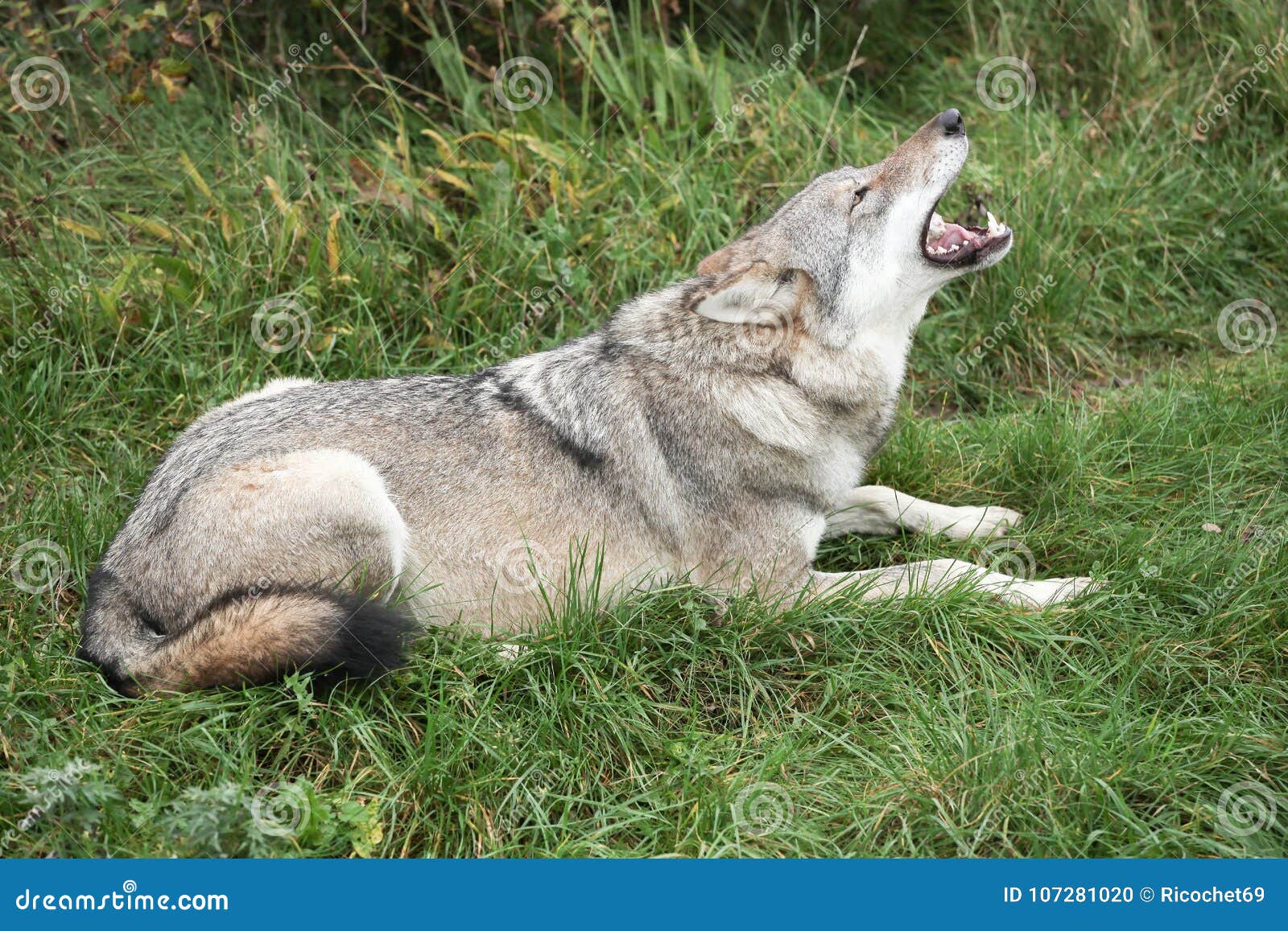Wolf in the nature stock photo. Image of wildlife, animal - 107281020