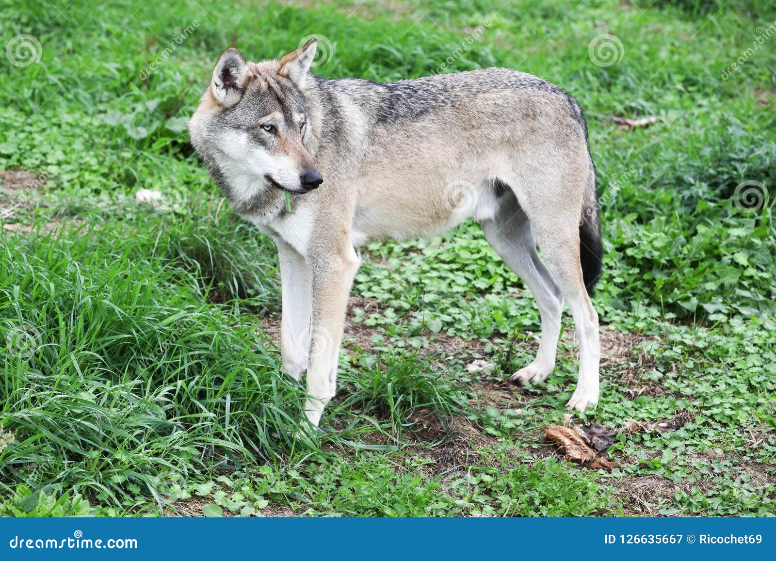 Wolf in the nature stock image. Image of carnivore, animal - 126635667